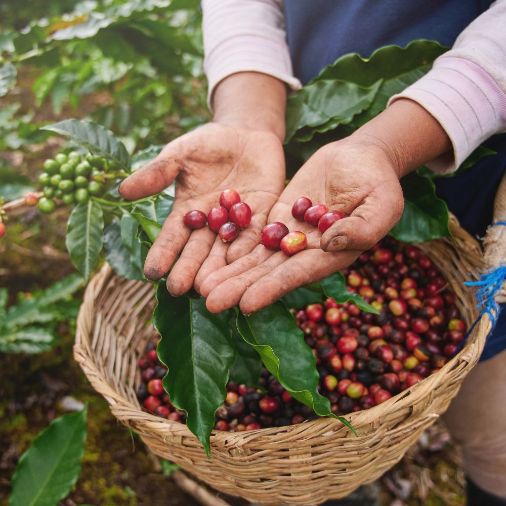 Organic Coffee – Enjoy Better Coffee & Tea